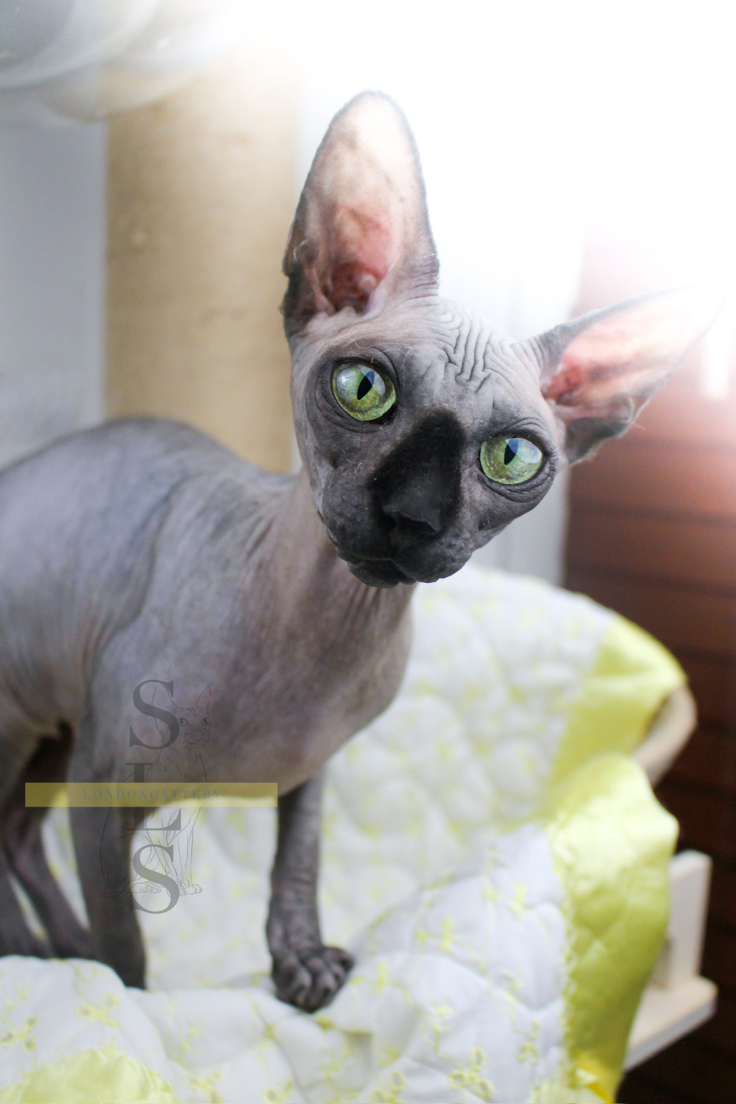 Online Seller of Cats and Care Products – Sneakylinx Sphynx