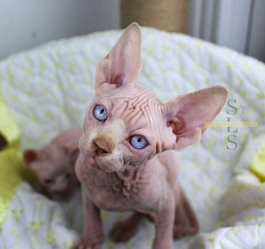 Online Seller of Cats and Care Products – Sneakylinx Sphynx