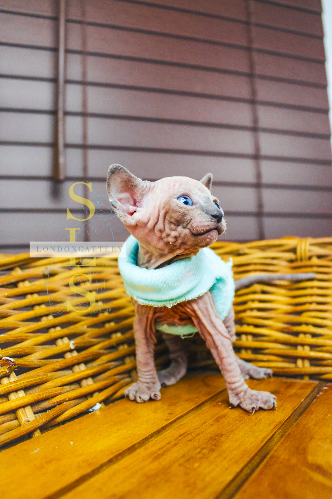 Online Seller of Cats and Care Products – Sneakylinx Sphynx